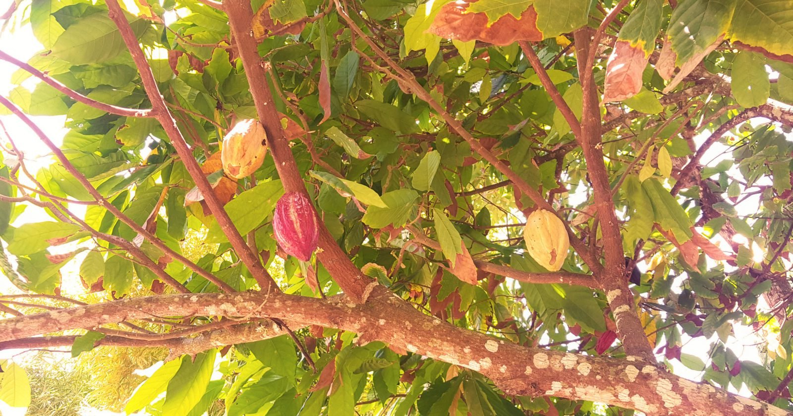 Cocoa, characteristic fruit of the island of Cuba. | Havana 60